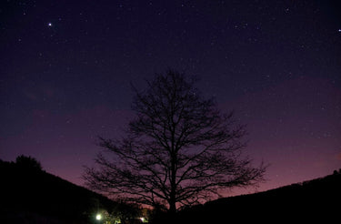 About Dalby Forest Events – Astro Dog